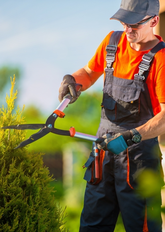 Shrub Trimming & Removal - Erie Tree Trimmers