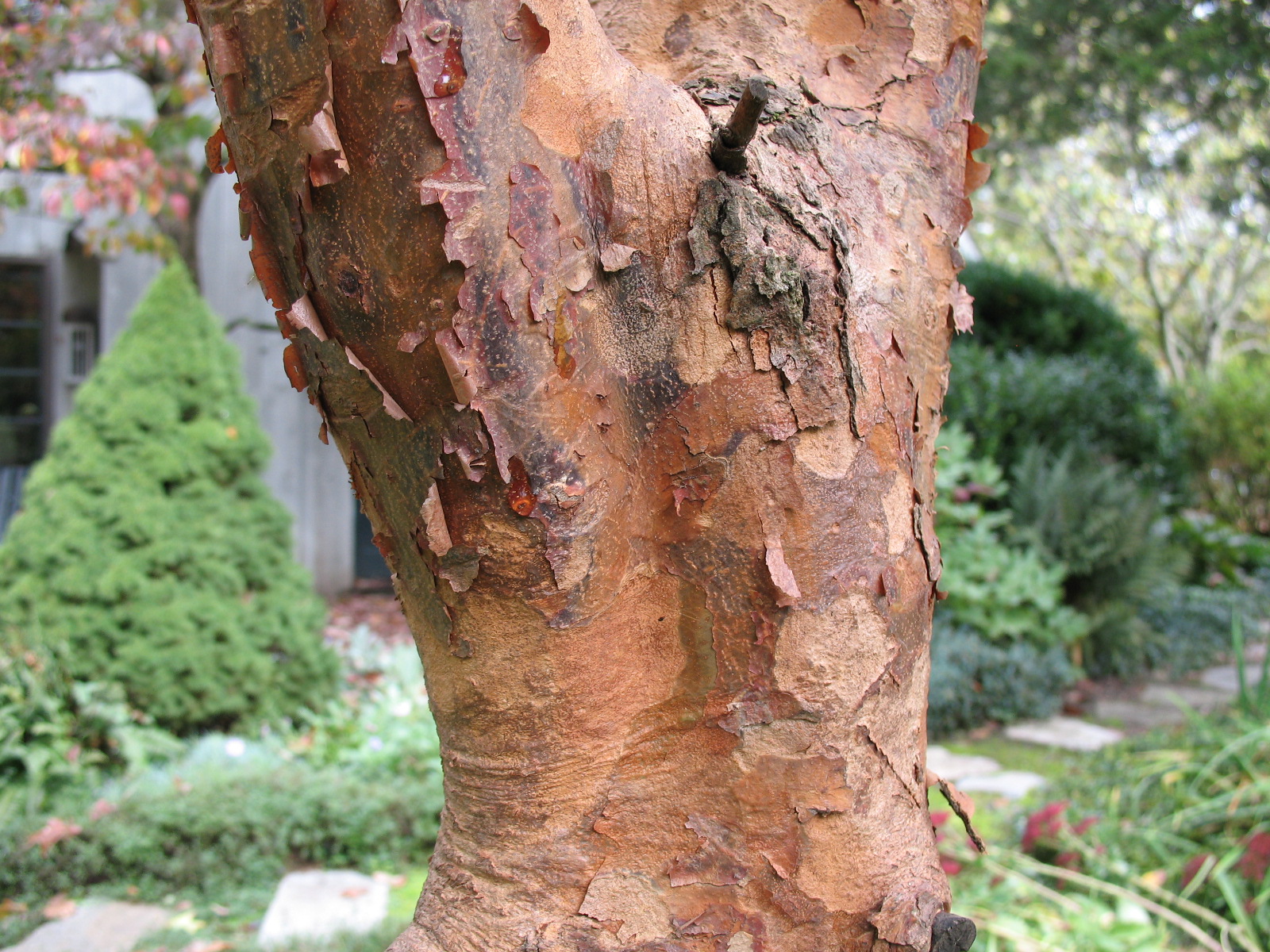 Tree Disease in Pennsylvania - Erie Tree Trimmers