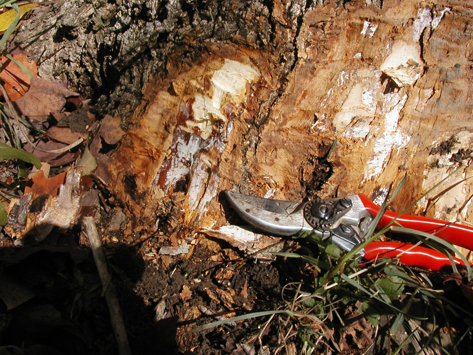 Tree Disease in Pennsylvania - Erie Tree Trimmers